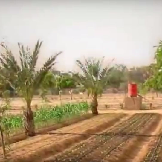 drip-irrigation - Teso College Aloet